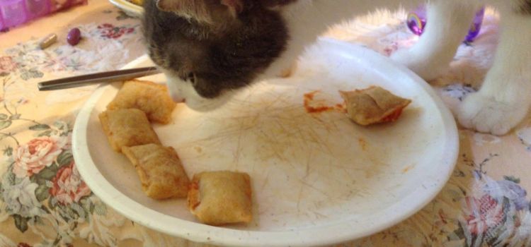 Can Cats Eat Pizza Rolls? Discover the Surprising Truth